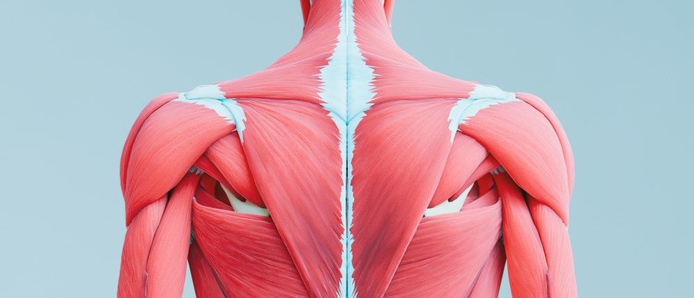 Douleur à l'omoplate : Causes et solutions rapides - santechiro.fr